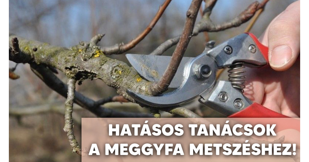 A meggyfa metszése | HillVital